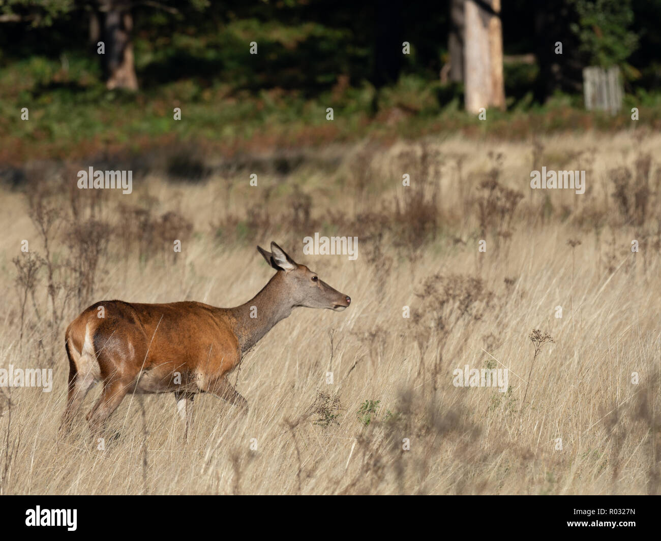 Beautiful deer female sunrise cervus hi-res stock photography and ...
