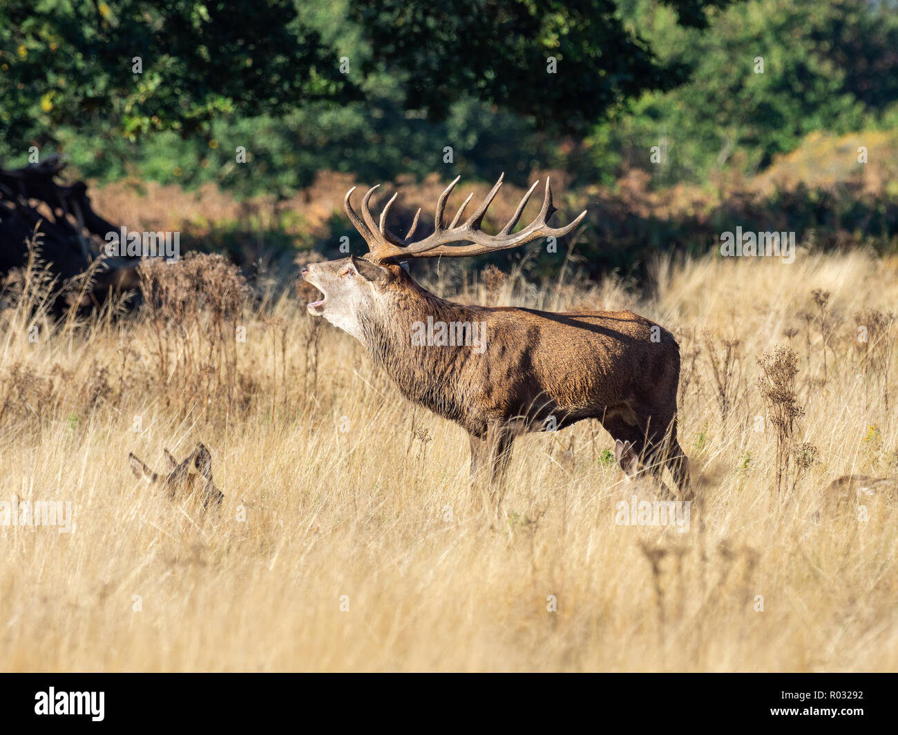 Red Deer Stag Bellowing during the Rut Stock Photo - Alamy