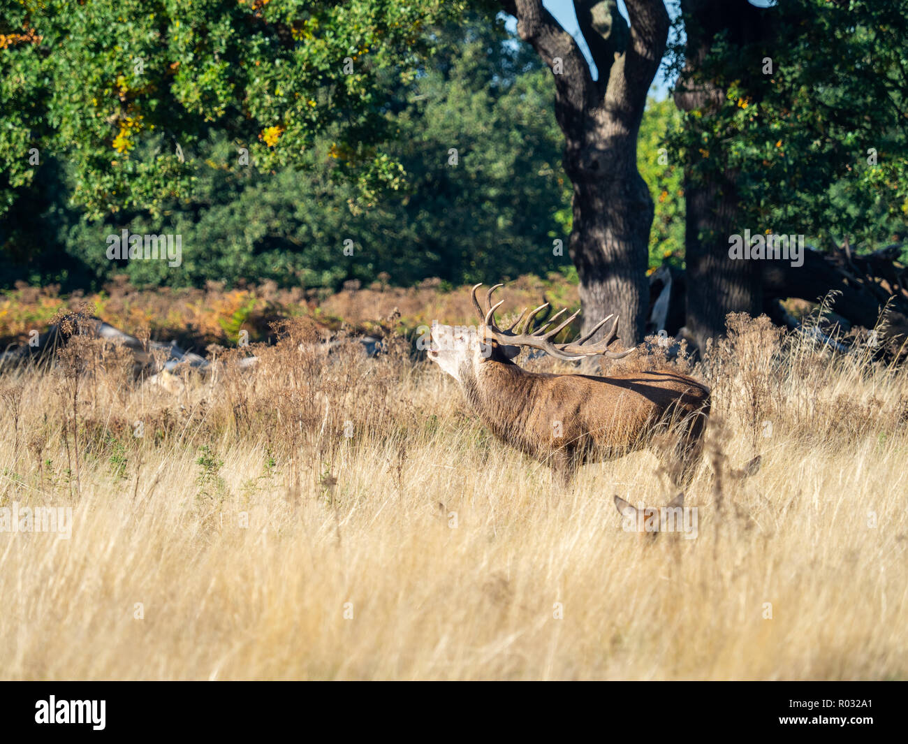 Red Deer Stag Bellowing during the Rut Stock Photo - Alamy