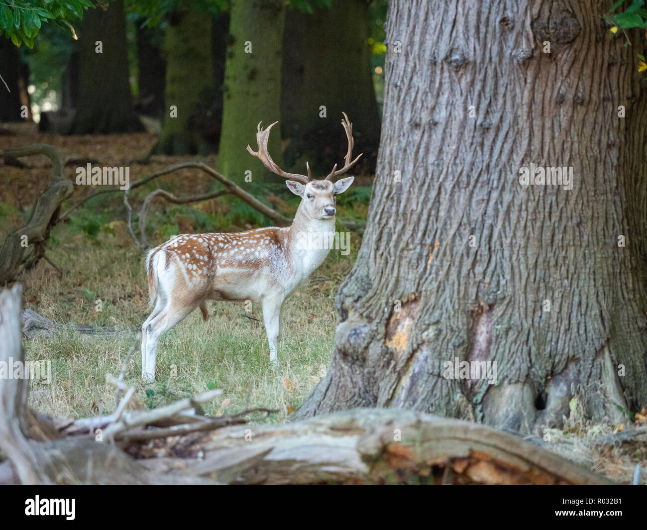 Fallow Deer Buck Stock Photo - Alamy
