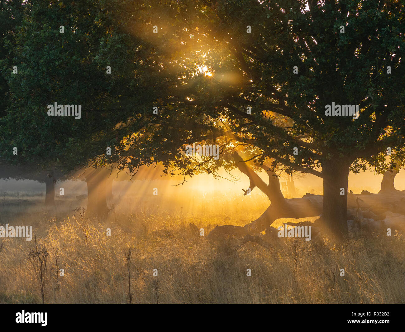Morning golden sunrise light Stock Photo - Alamy