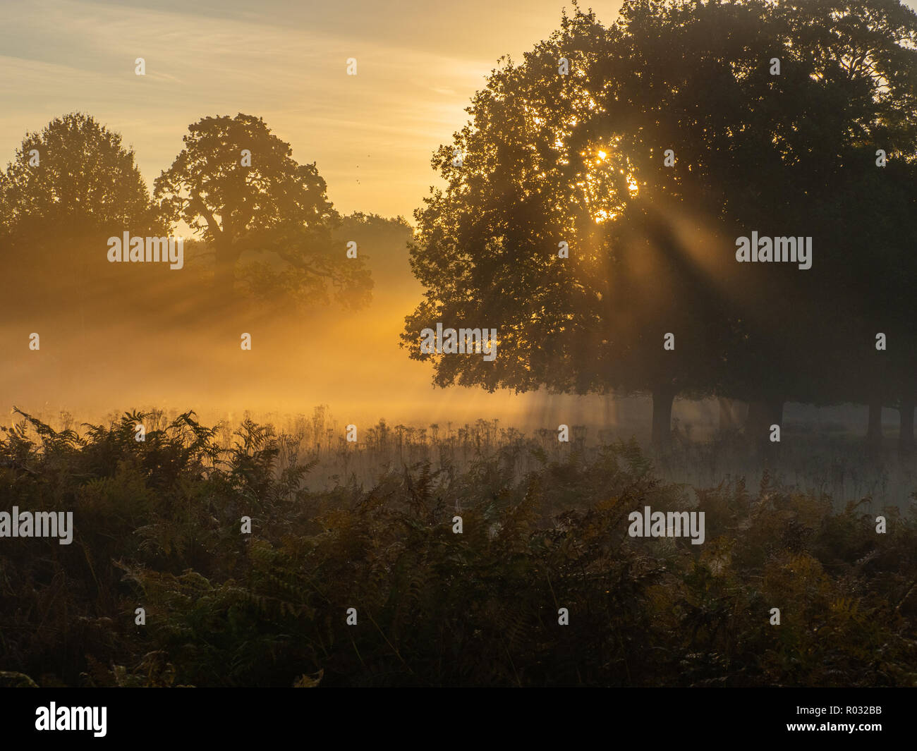 Morning golden sunrise light Stock Photo - Alamy