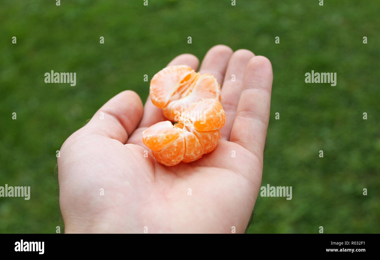 Person holding one peeled tangerine in hand. Tropical food mandarin on ...
