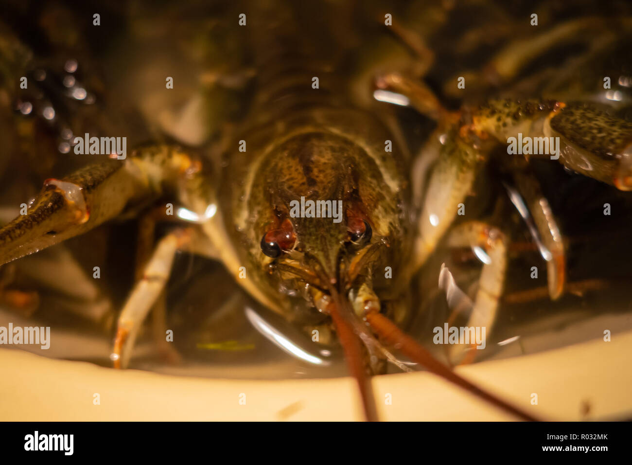 Live crawfish hi-res stock photography and images - Alamy