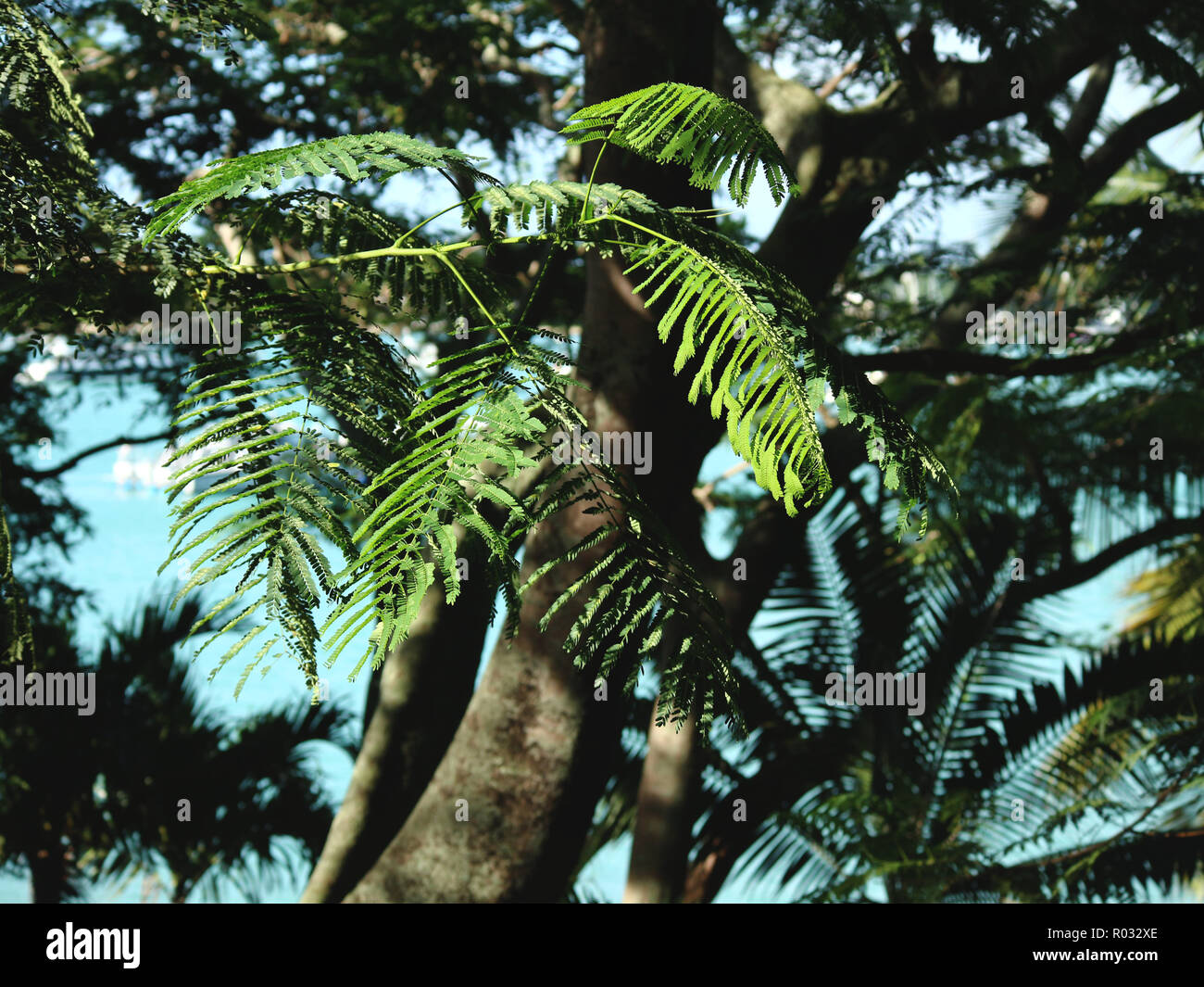 Palm Trees Growing Outdoors Stock Photo - Alamy