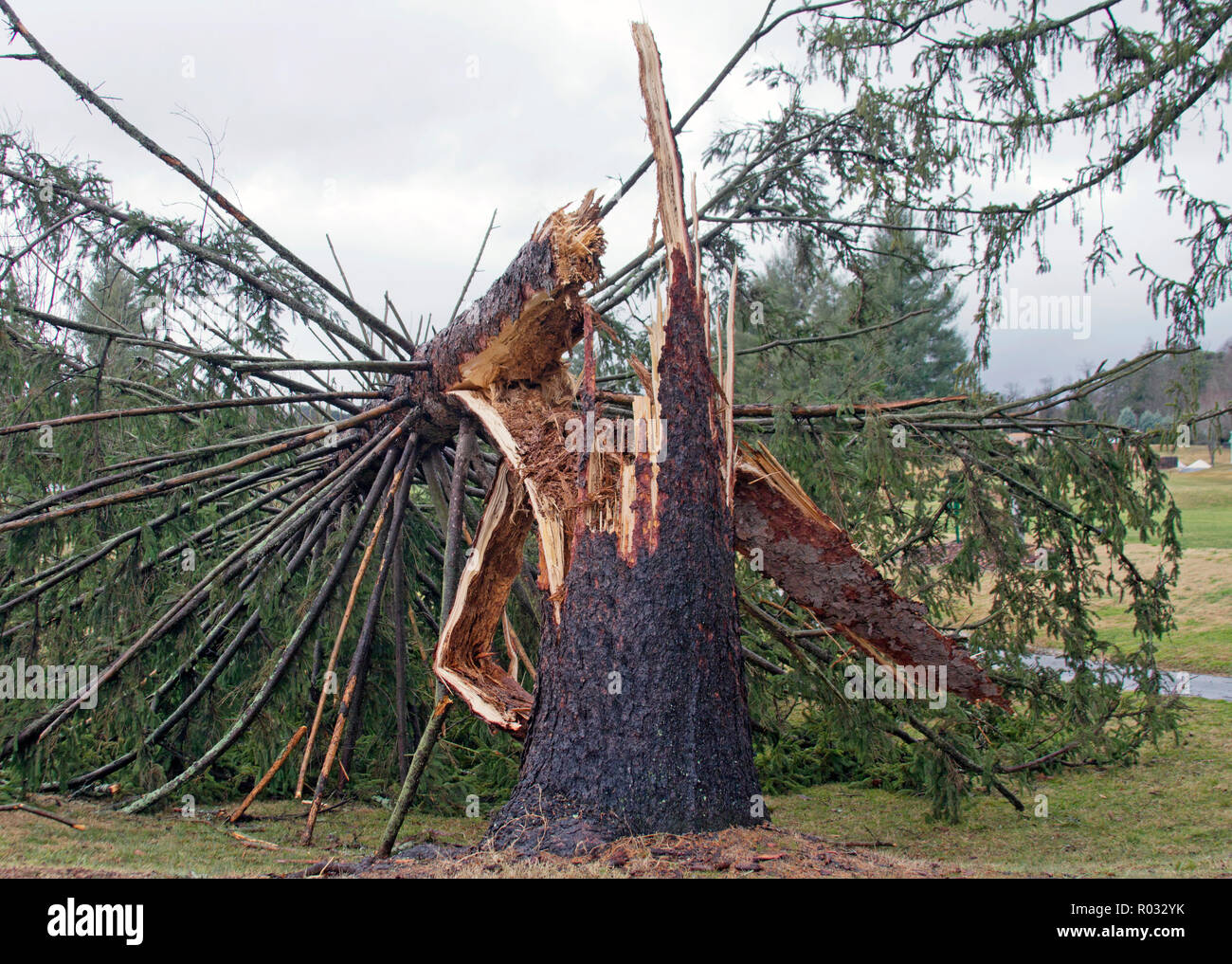 Tree Snapped In Half High Resolution Stock Photography and Images - Alamy