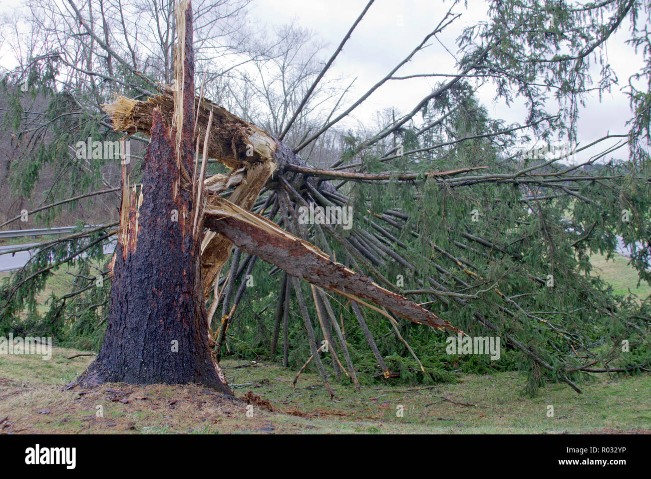 Tree Snapped In Half High Resolution Stock Photography and Images - Alamy
