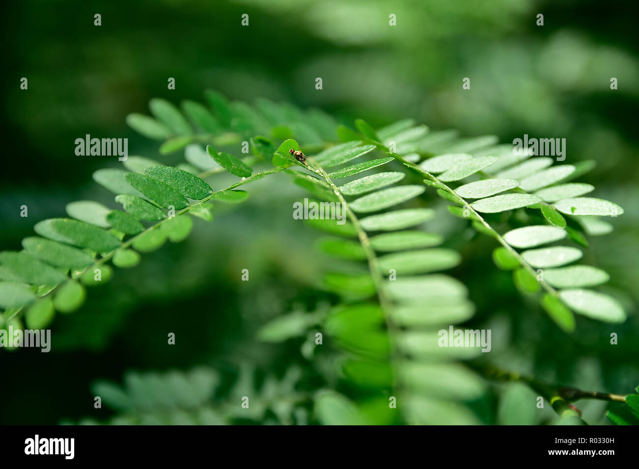 Fern branches in the woods Stock Photo - Alamy