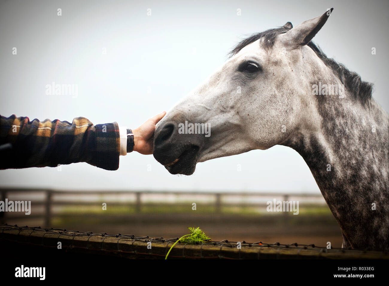 Being patted hi-res stock photography and images - Alamy