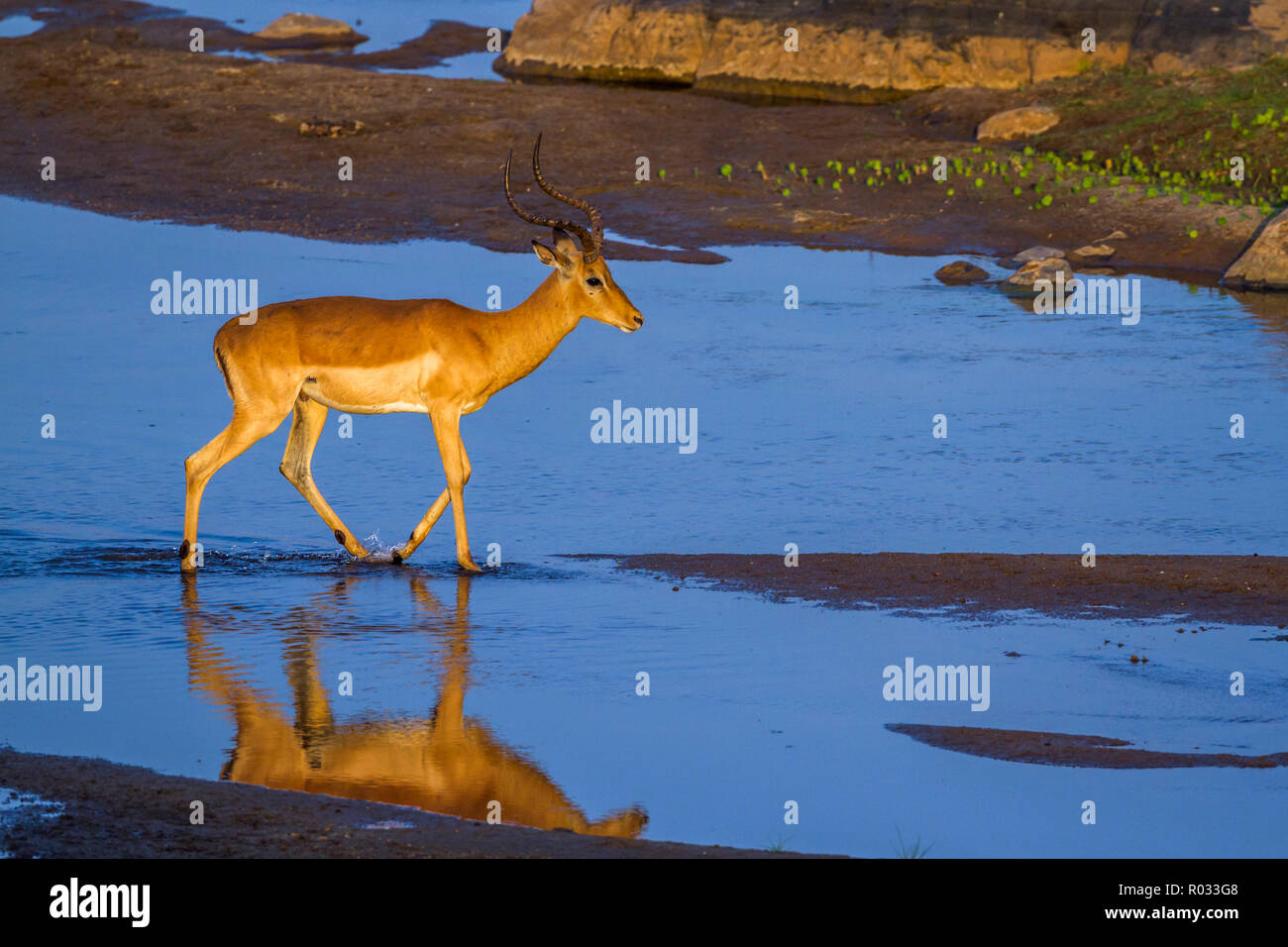 Common Impala in Kruger National park, South Africa ; Specie Aepyceros ...