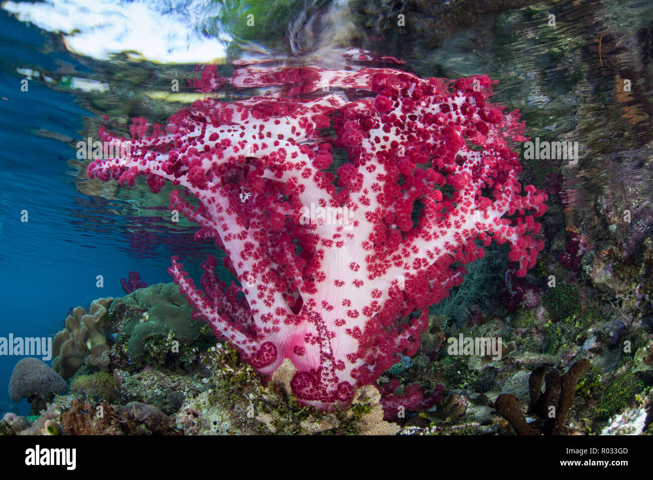 A vibrant Dendronephthya soft coral colony grows in very shallow water ...