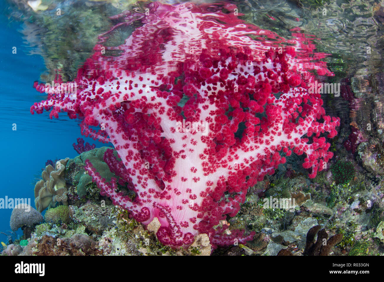 A vibrant Dendronephthya soft coral colony grows in very shallow water ...