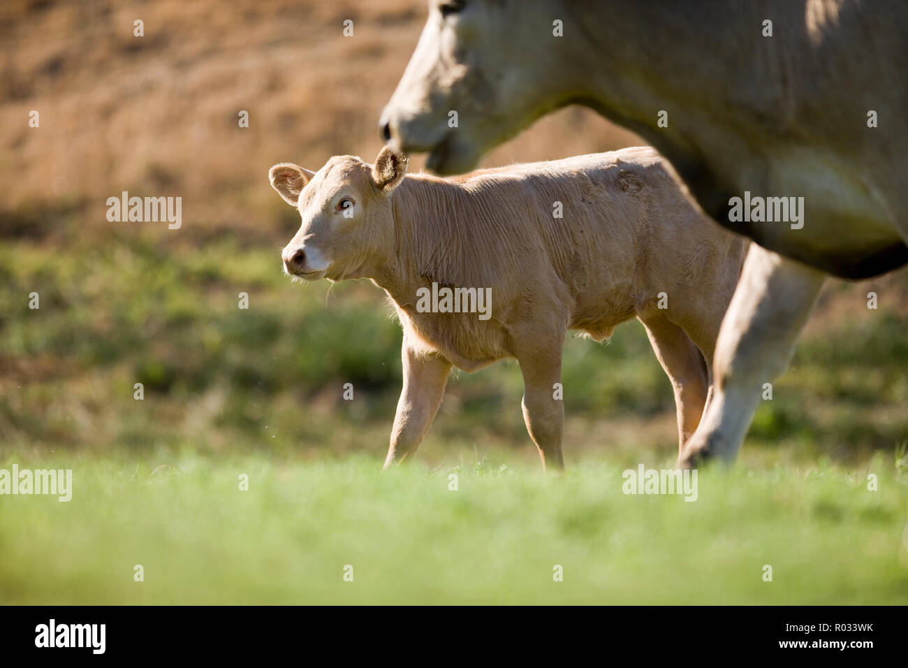 Mothers and calves walking hi-res stock photography and images - Alamy