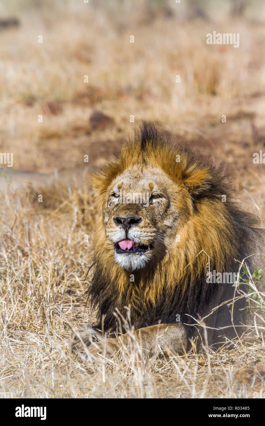 African lion in Kruger National park, South Africa ; Specie Panthera ...