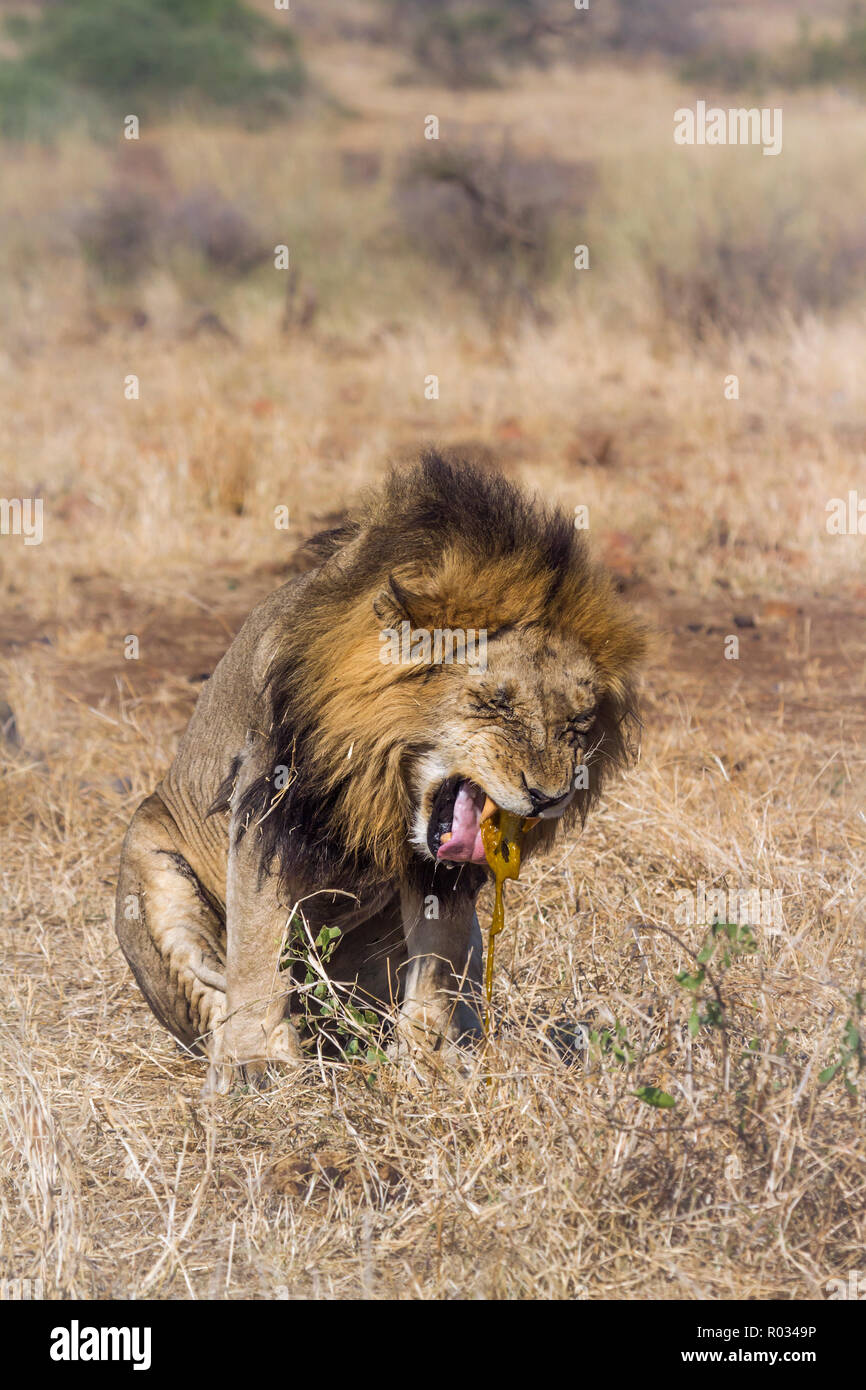 The sick lion hi-res stock photography and images - Alamy