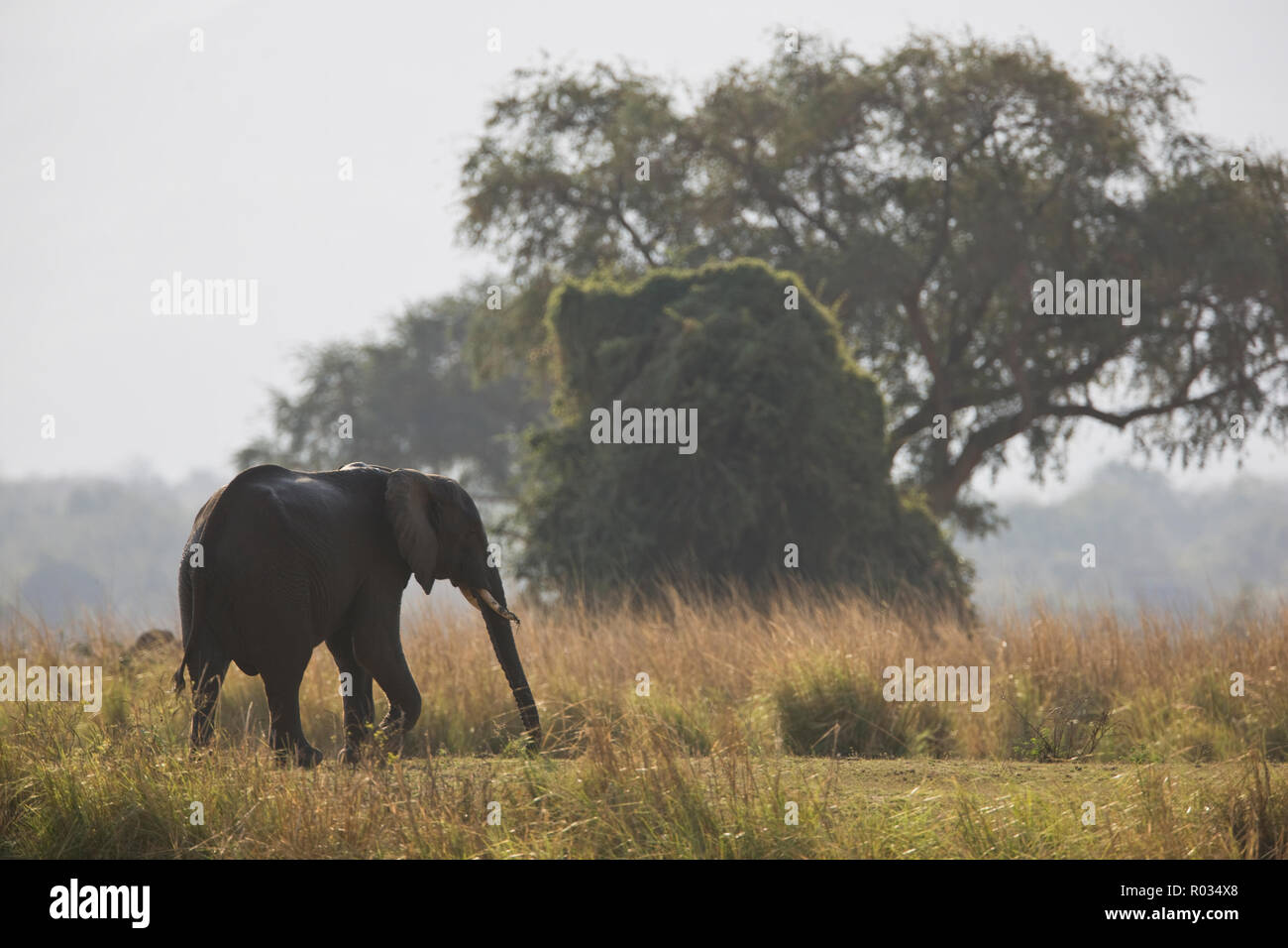 Elephant walking along grass in the Highveld Stock Photo - Alamy