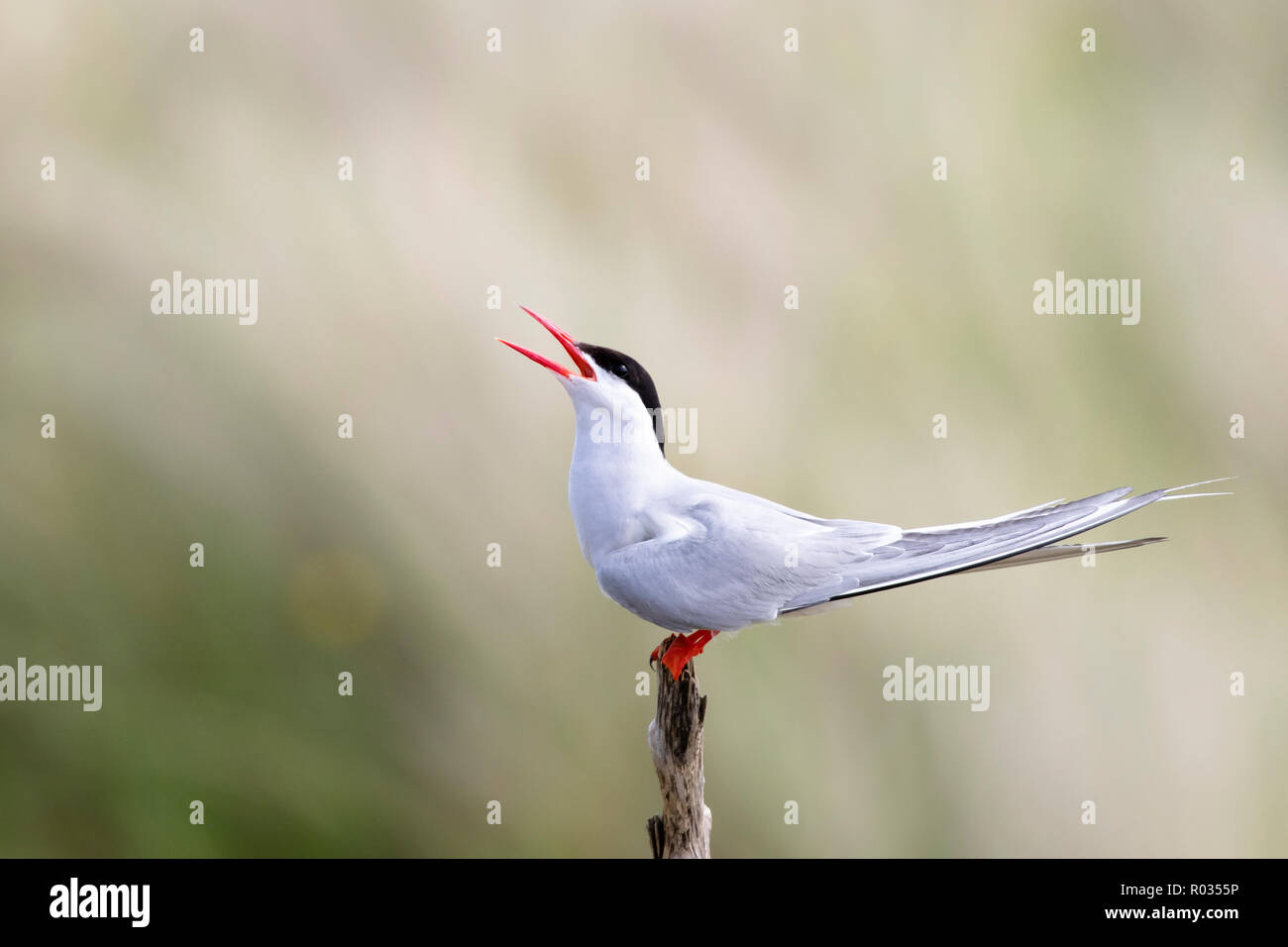 Sterna paradisaea migration hi-res stock photography and images - Alamy
