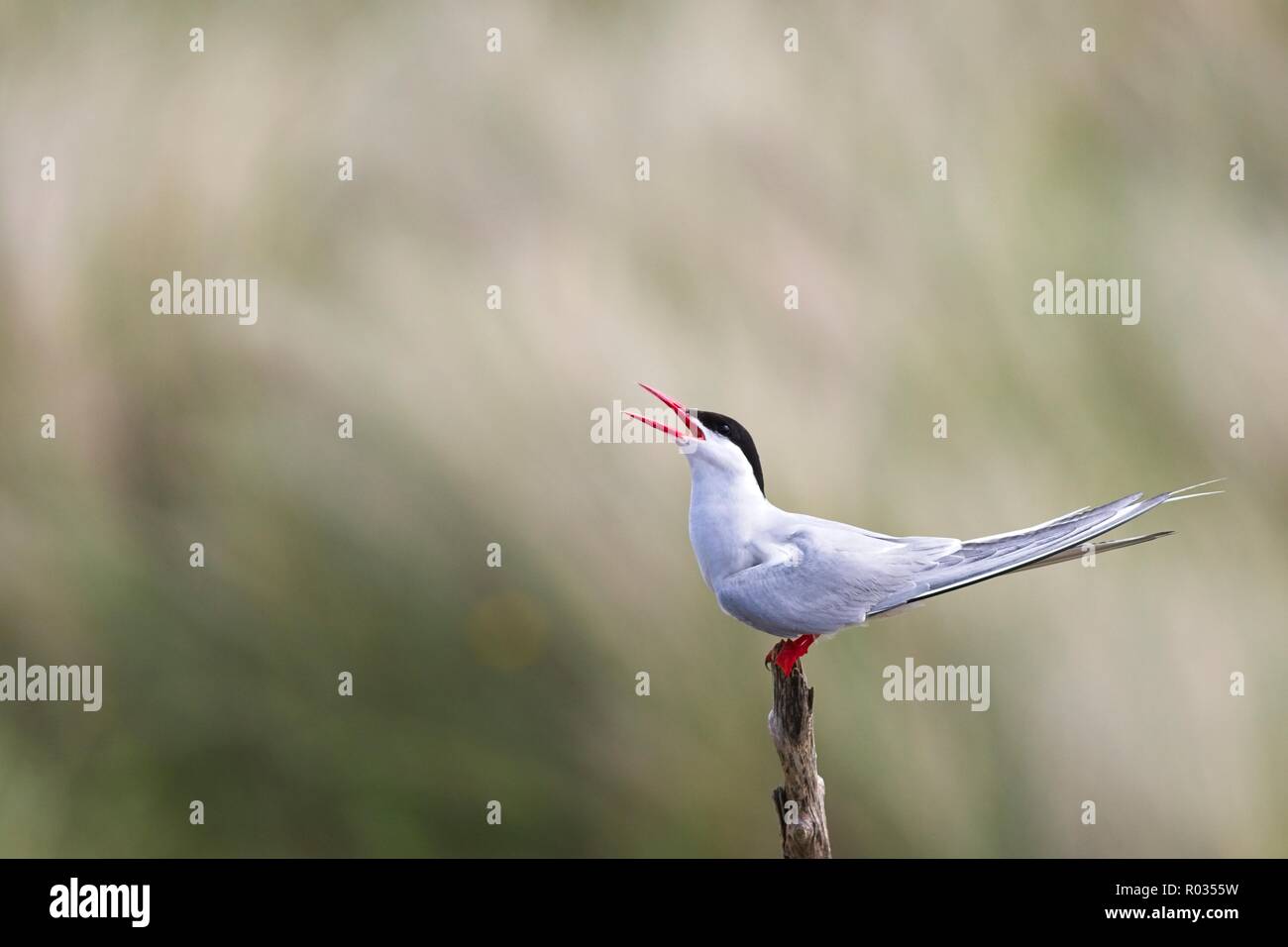 Sterna paradisaea arctic migration hi-res stock photography and images ...