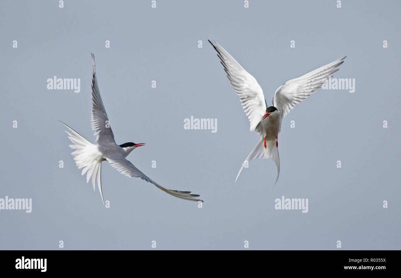 Violent fight summer hi-res stock photography and images - Alamy