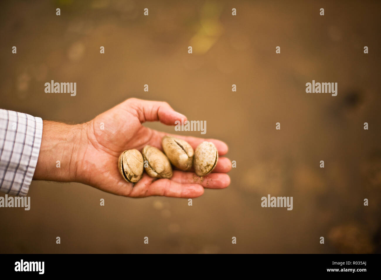 Man's hand holding shellfish Stock Photo - Alamy