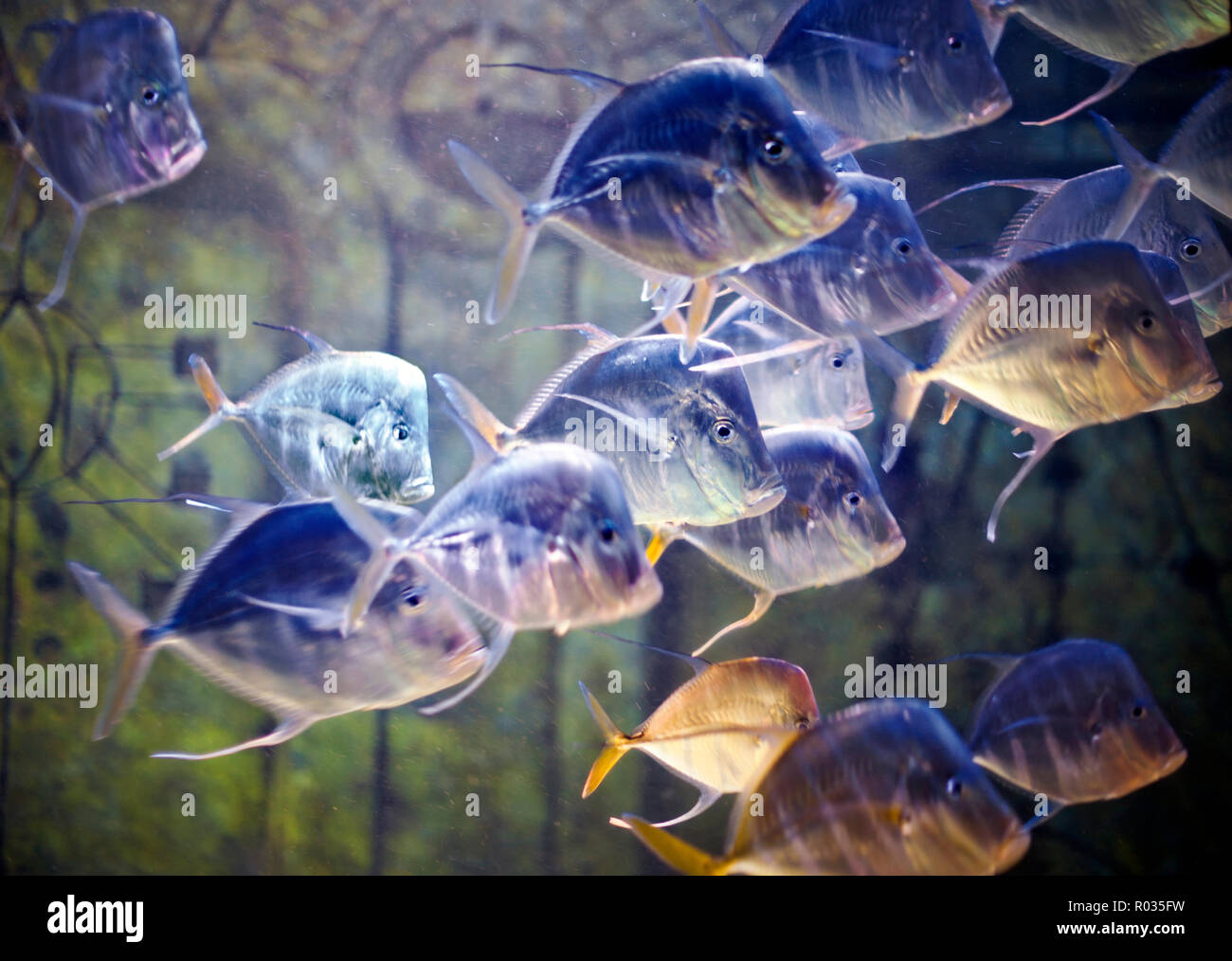 School of fish swimming in an aquarium Stock Photo - Alamy