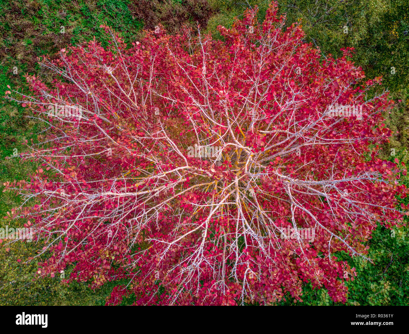 the leaves are turning yellow and red in the landscape Stock Photo - Alamy