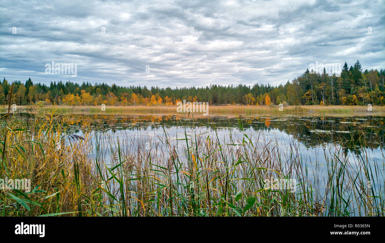 the leaves are turning yellow and red in the landscape Stock Photo - Alamy