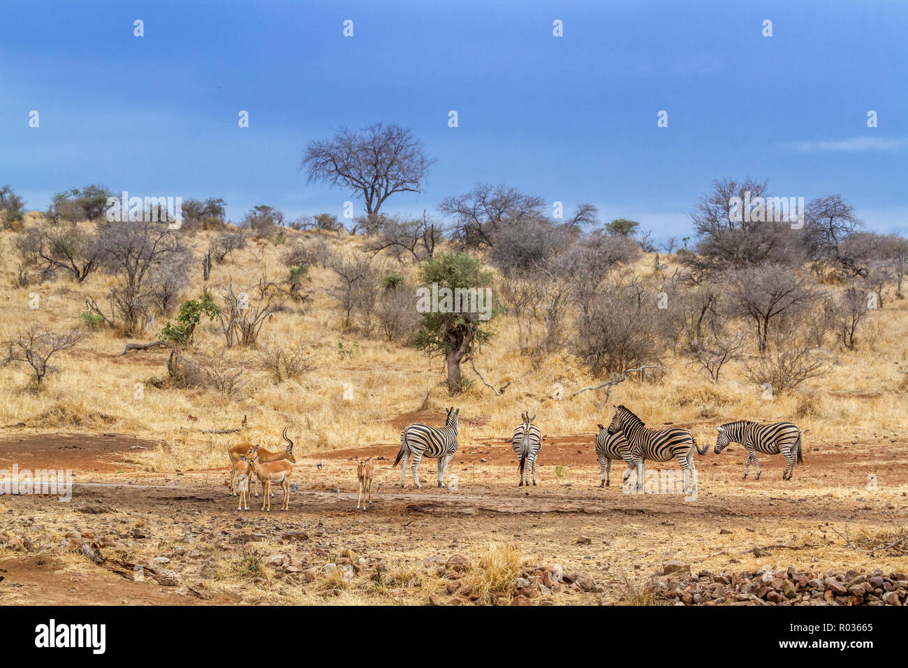 Botswana scenery hi-res stock photography and images - Alamy