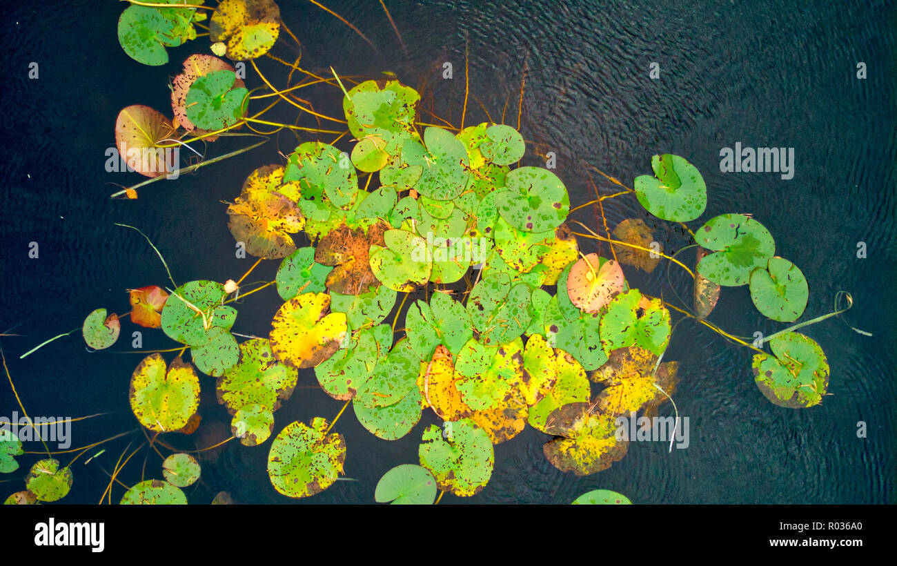 the leaves are turning yellow and red in the landscape Stock Photo - Alamy