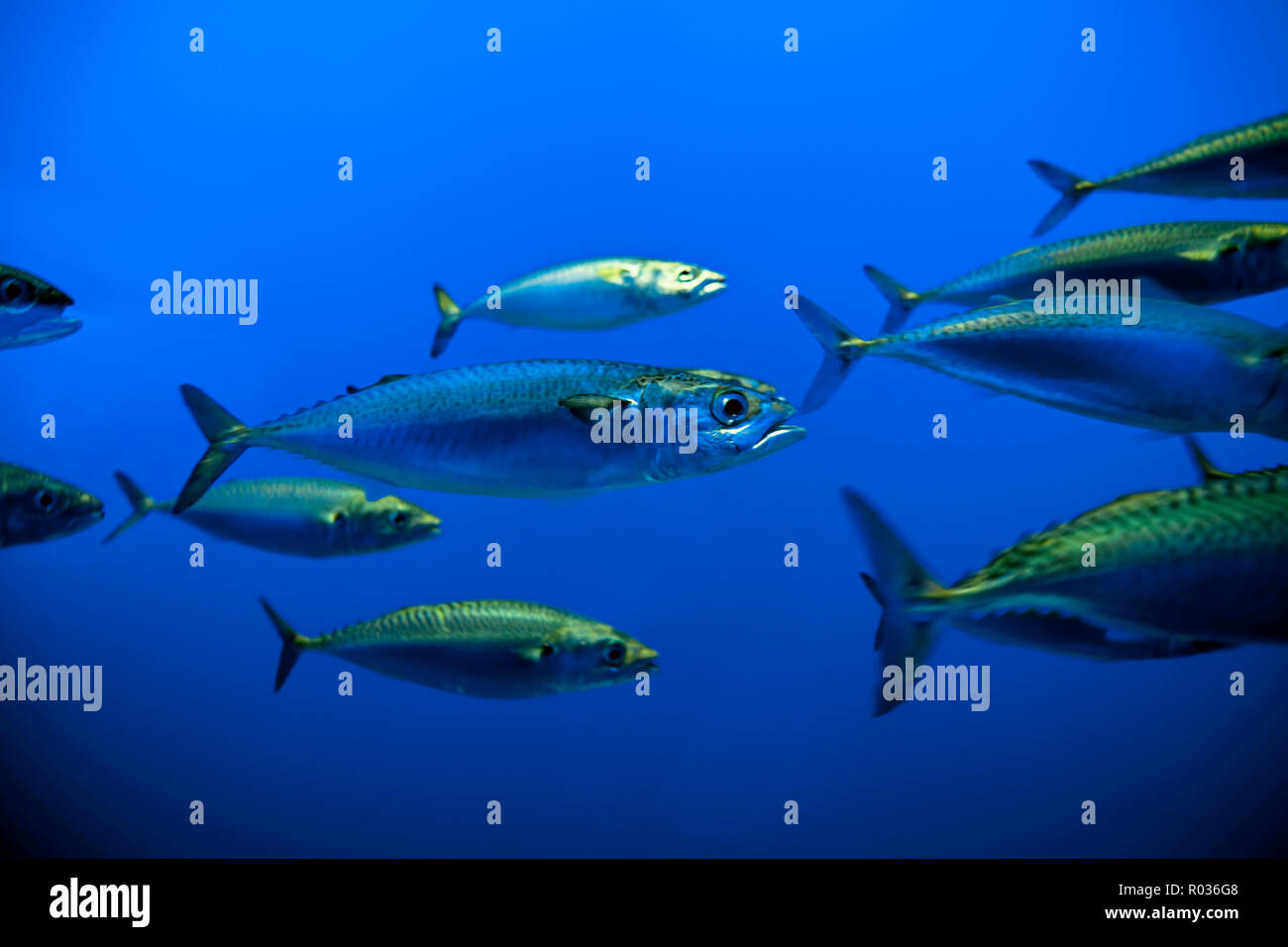 Blue fish wild sealife hi-res stock photography and images - Alamy