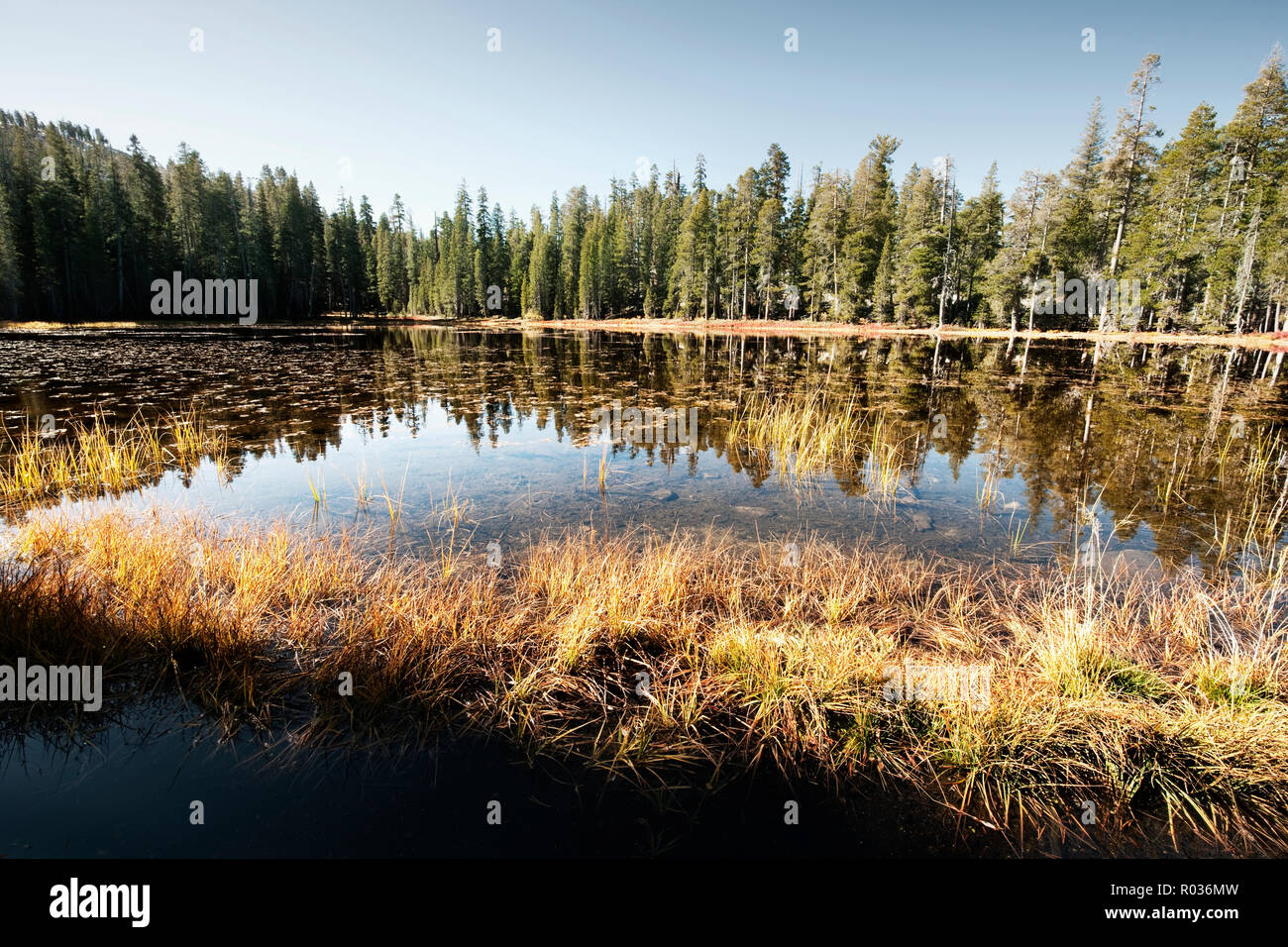 Trees reflected in still water Stock Photo - Alamy