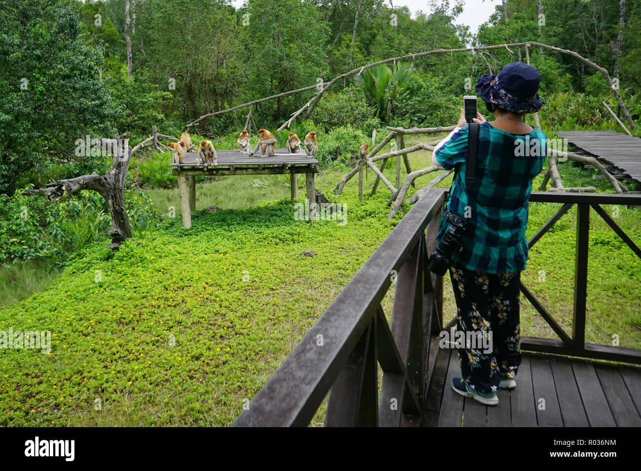 Sandakan Sabah Malaysia - Sep 4, 2018 : Tourist at Labuk Bay Proboscis ...
