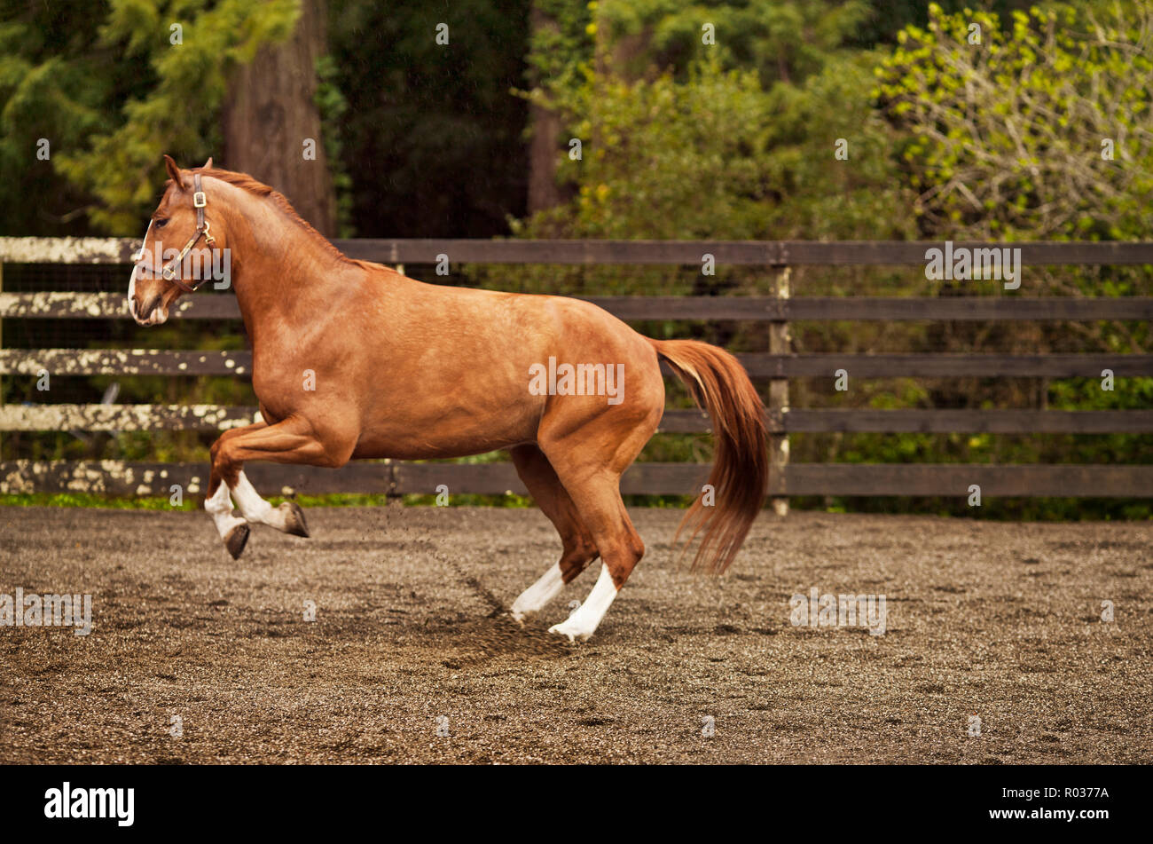 Animal canter gallop galloping cantering running hi-res stock ...