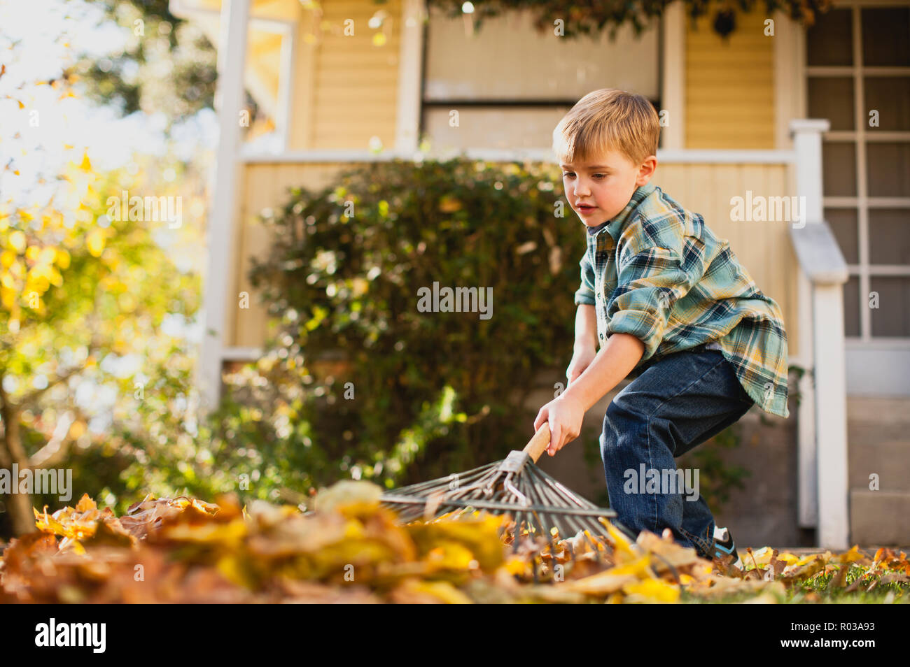 Boy raking leaves in yard hi-res stock photography and images - Alamy