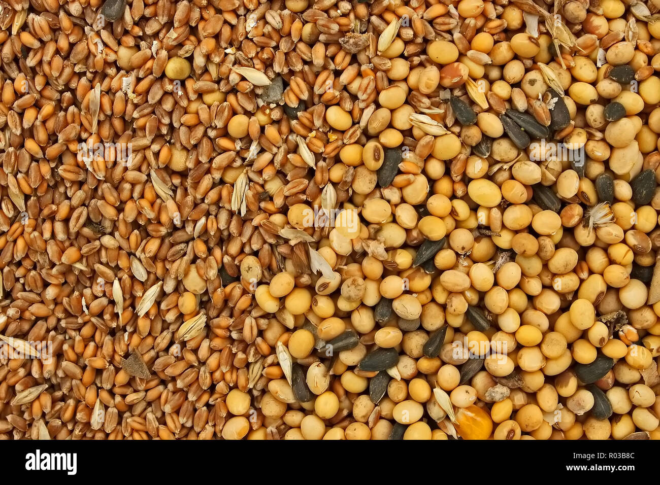 Fodder blends for domestic animals from soybean seeds, sunflower seeds ...