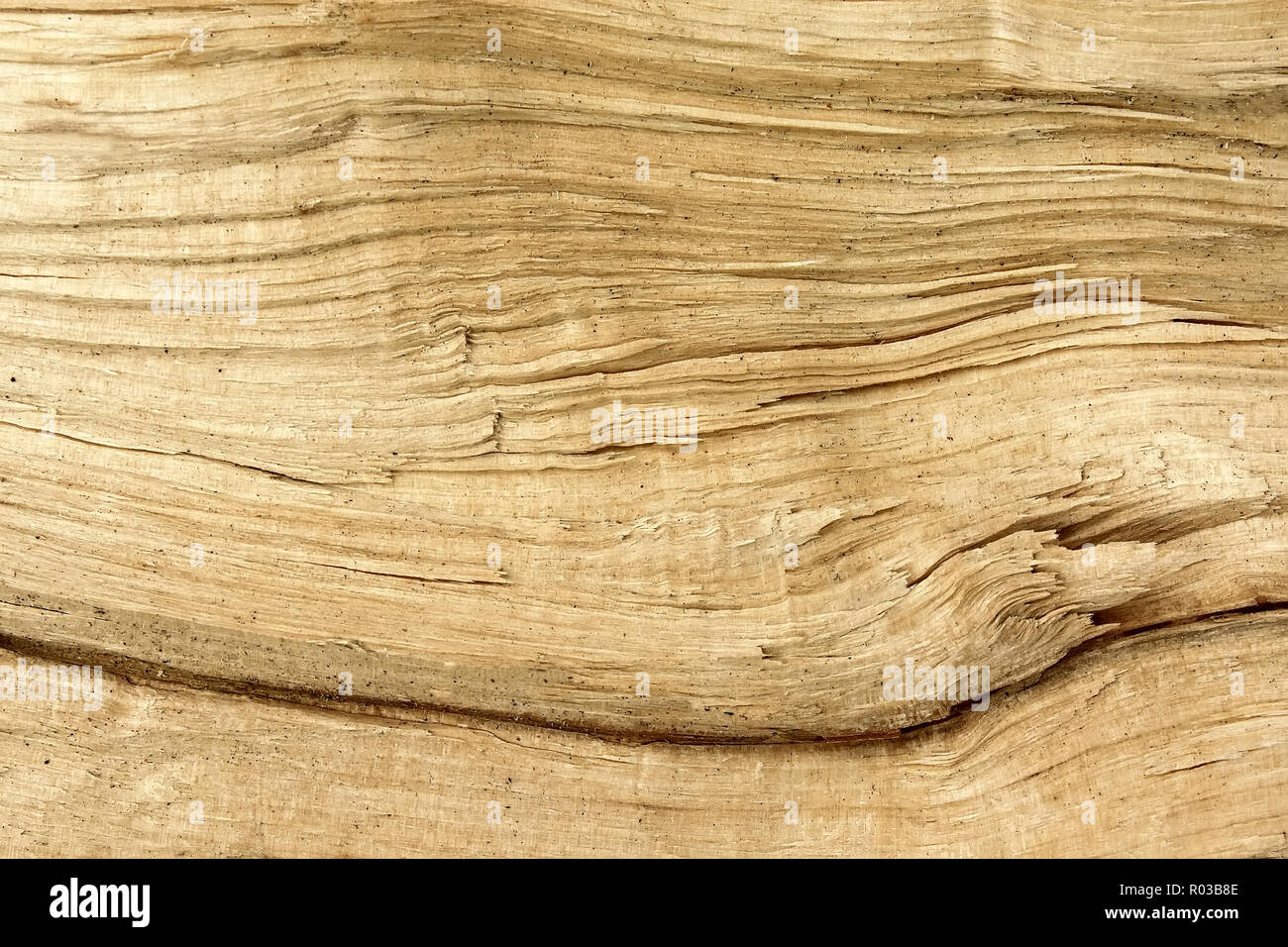 Broken log as a detailed macro texture Stock Photo - Alamy