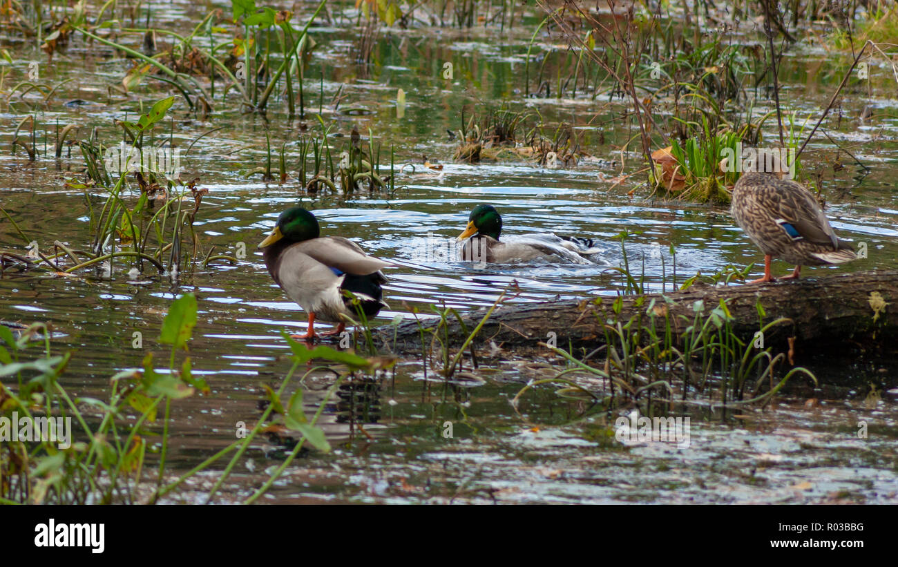 Flock of mallard ducks resting on a log. Mass Audubon’s Broadmoor ...