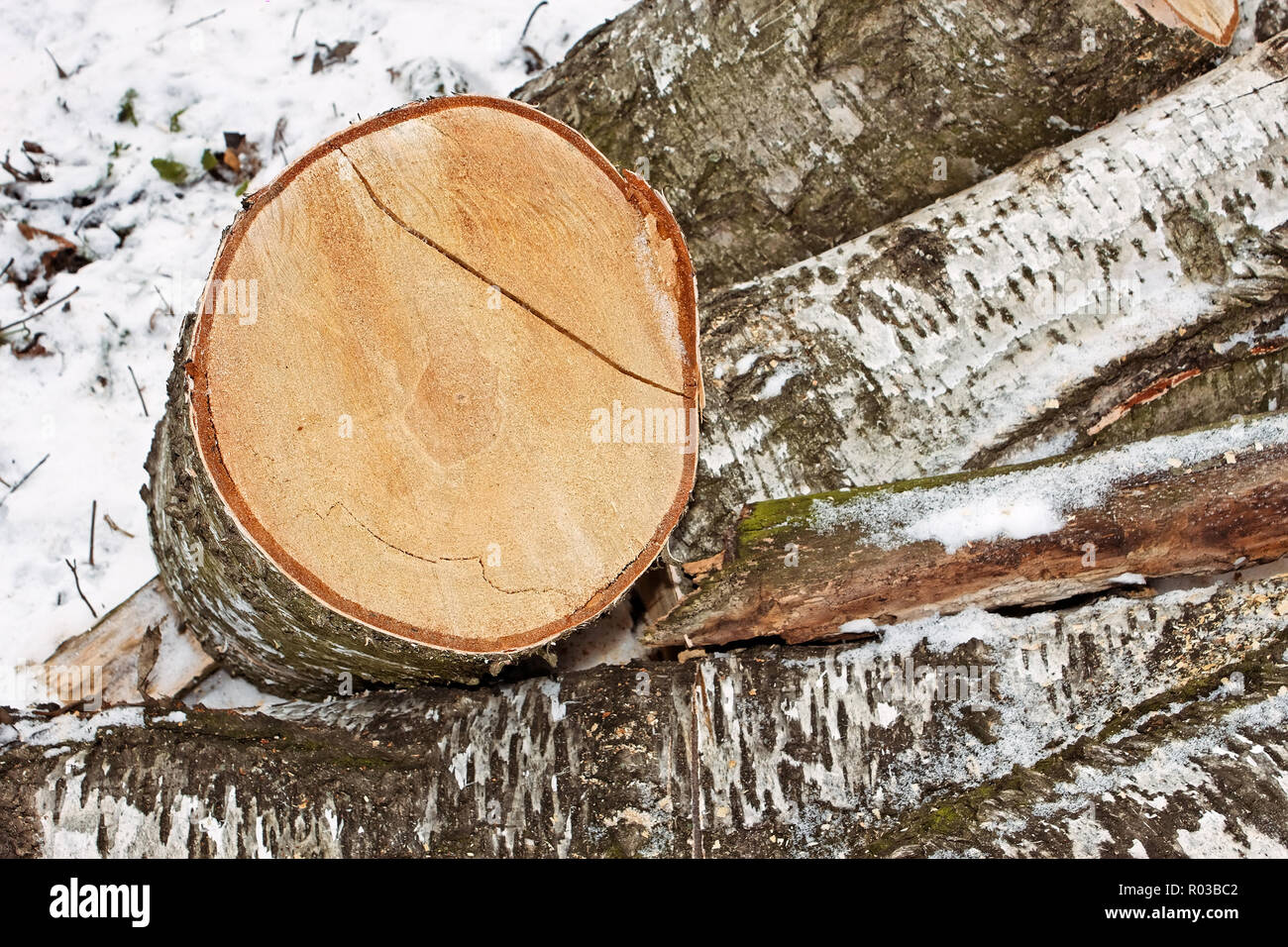 Truncated Tree High Resolution Stock Photography and Images - Alamy