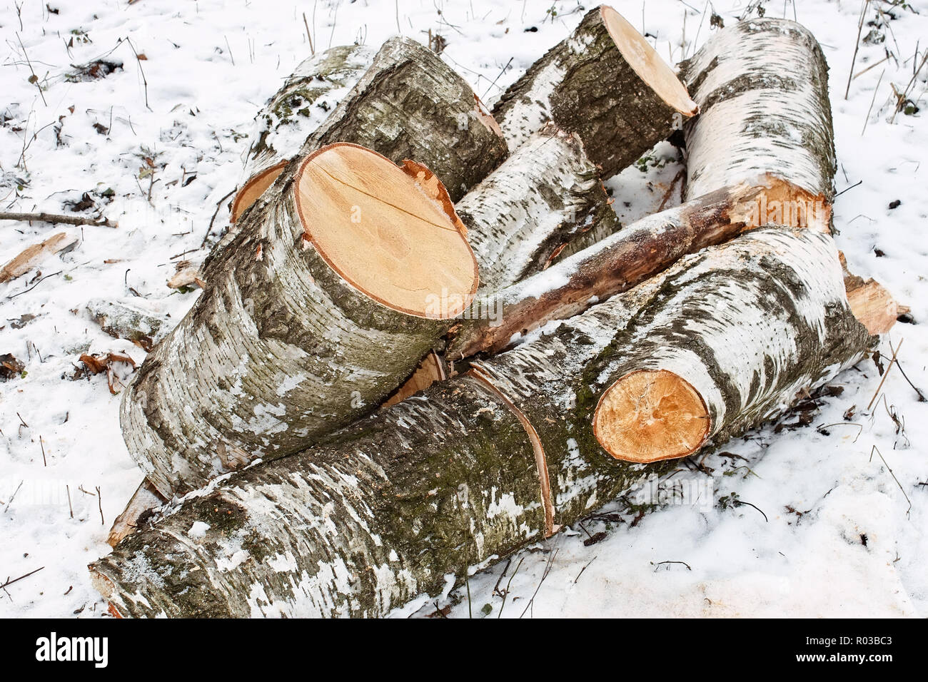 Cut birch hi-res stock photography and images - Alamy