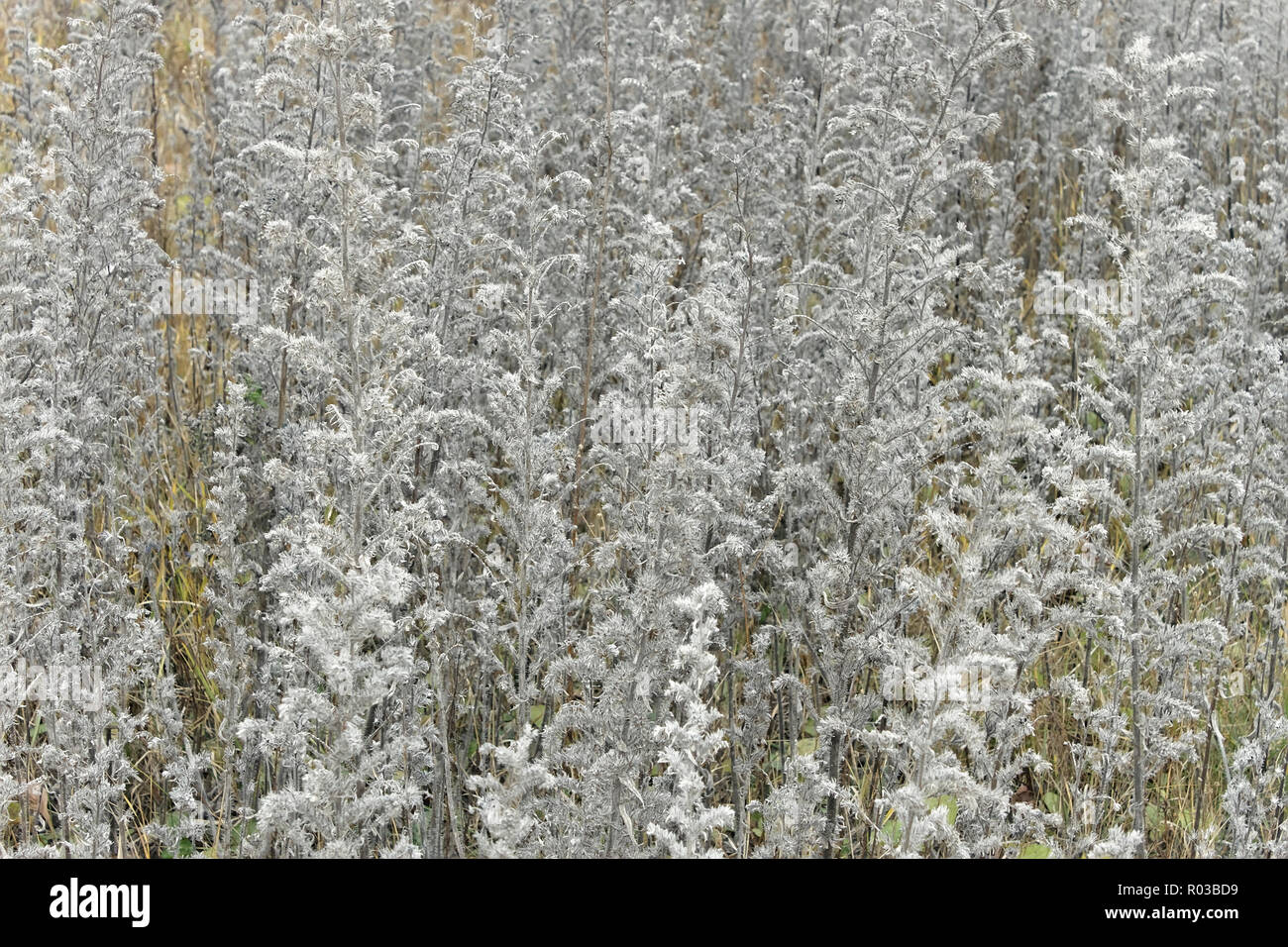 Fuzzy Texture High Resolution Stock Photography and Images - Alamy