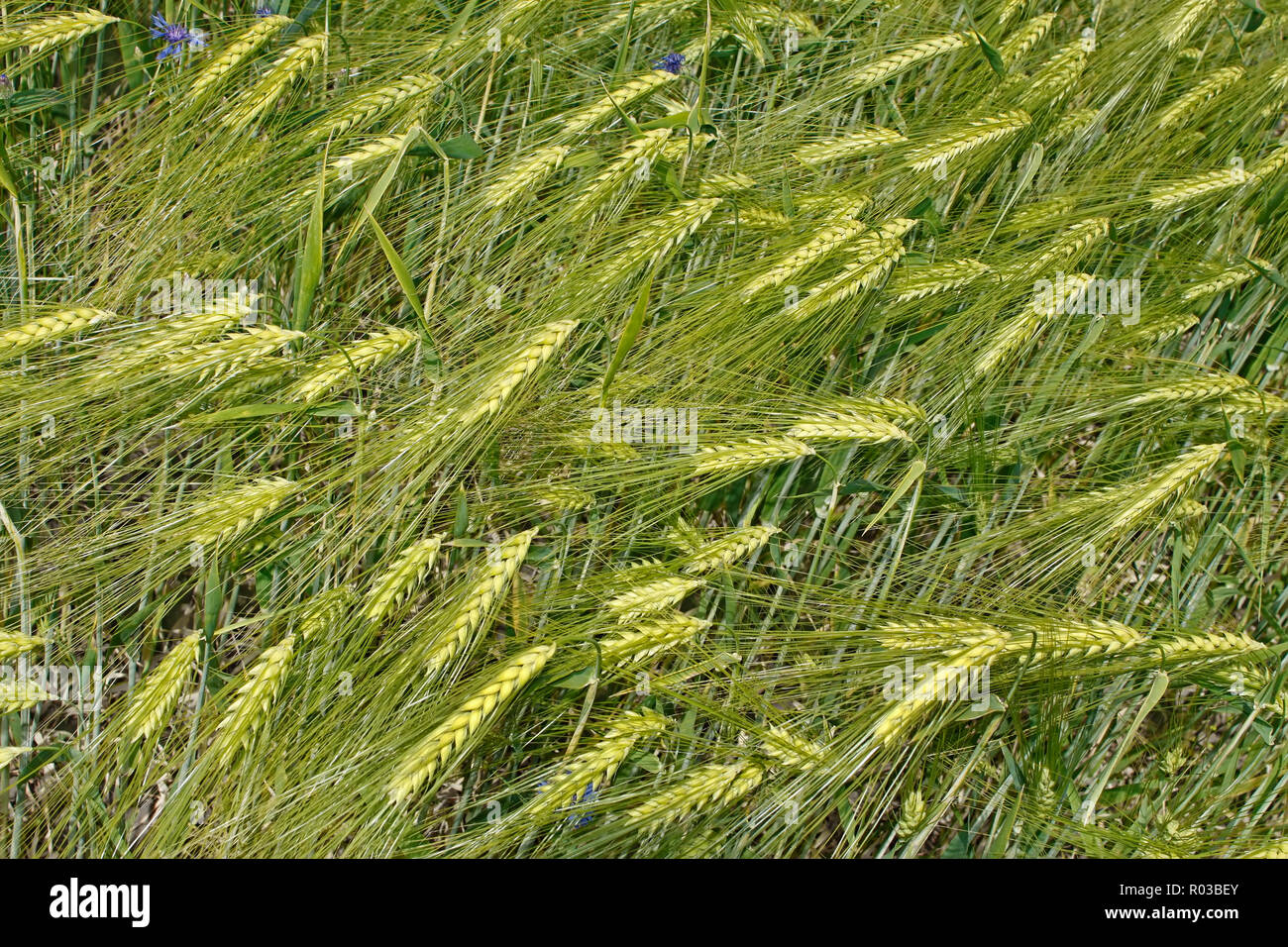 Group of young green barley ears. View from above Stock Photo - Alamy