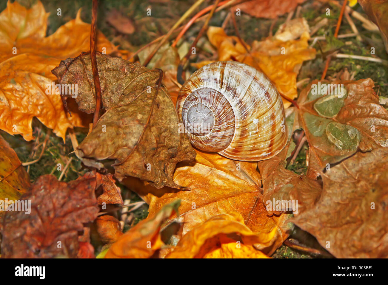 Details of autumn forest. Shell on the falling leaves Stock Photo - Alamy