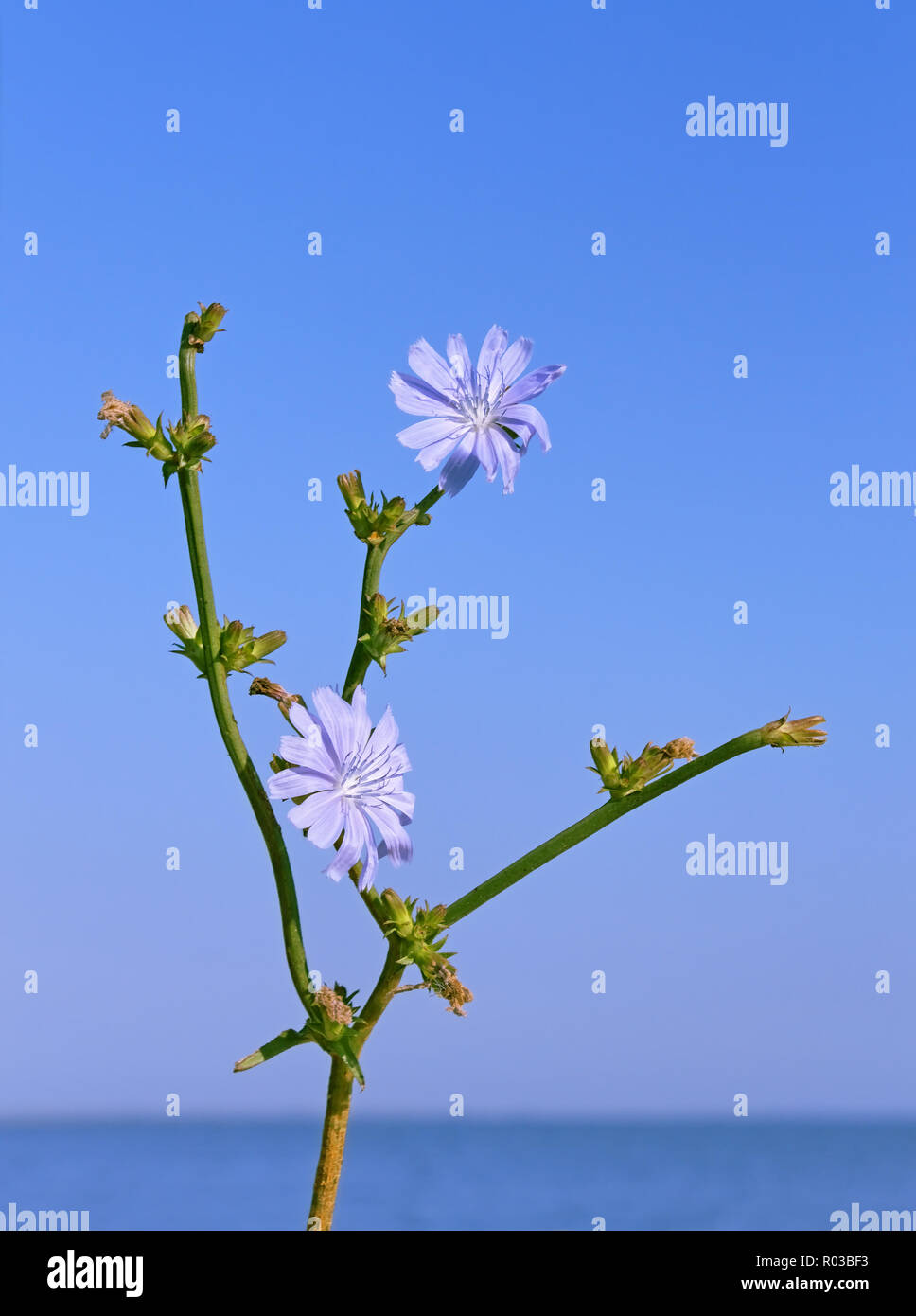 Buds chicory hi-res stock photography and images - Alamy
