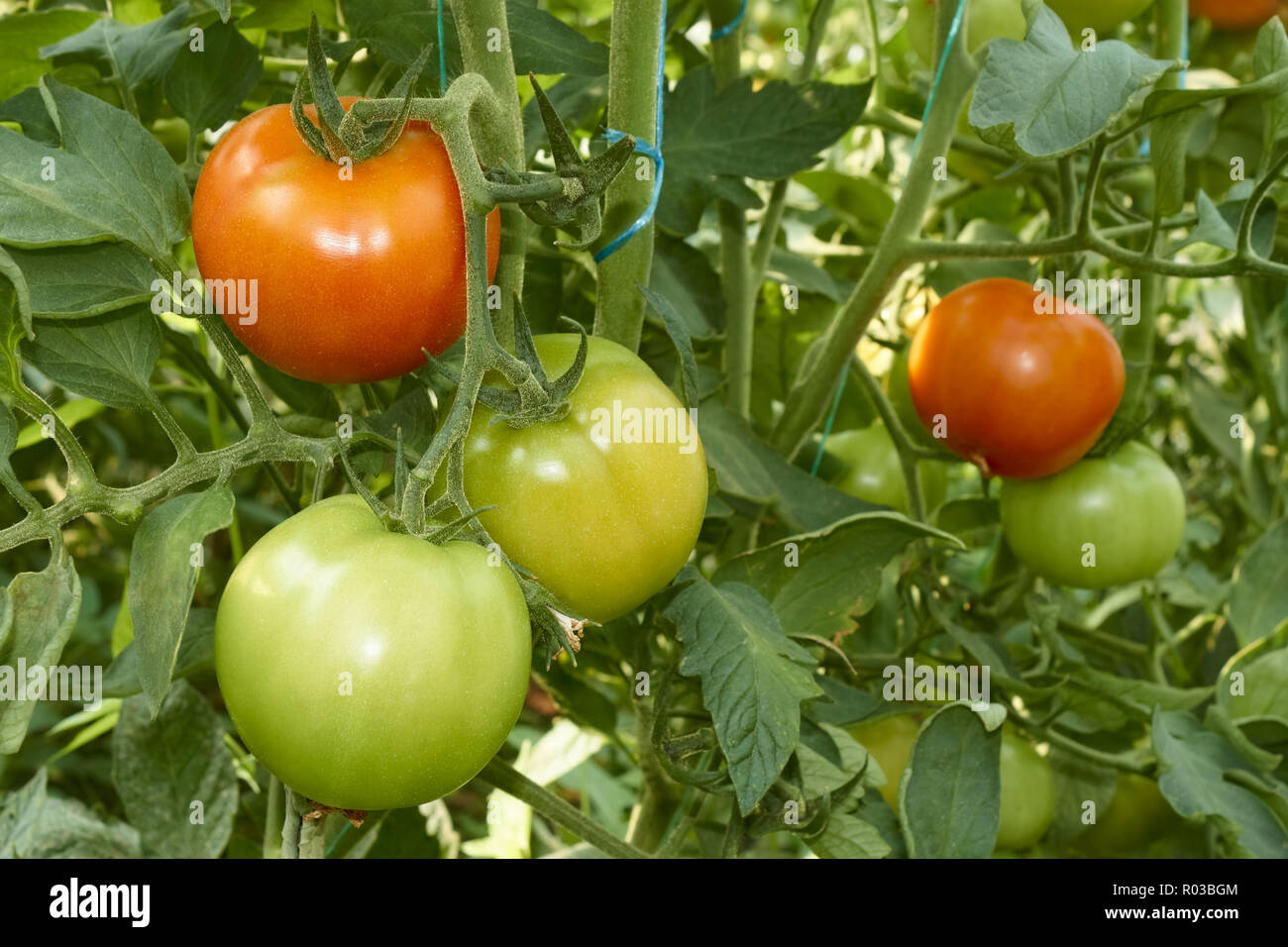 Tomatoes growing in greenhouse hi-res stock photography and images - Alamy