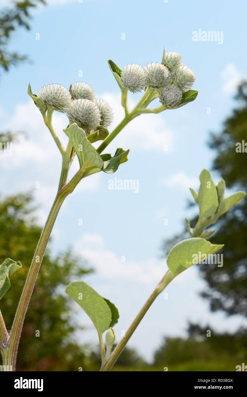 Tenacious plant hi-res stock photography and images - Alamy