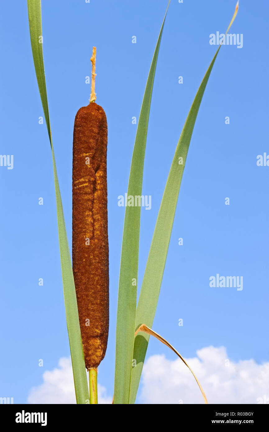 Bulrush Plant High Resolution Stock Photography and Images - Alamy