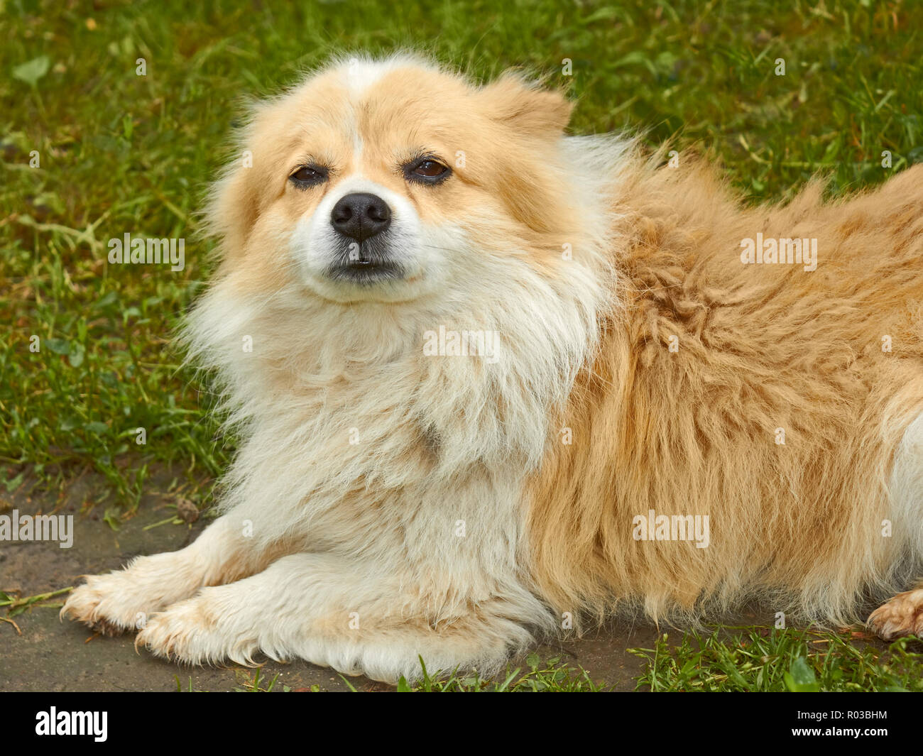 Portrait of old dog outdoors on green grass background Stock Photo - Alamy