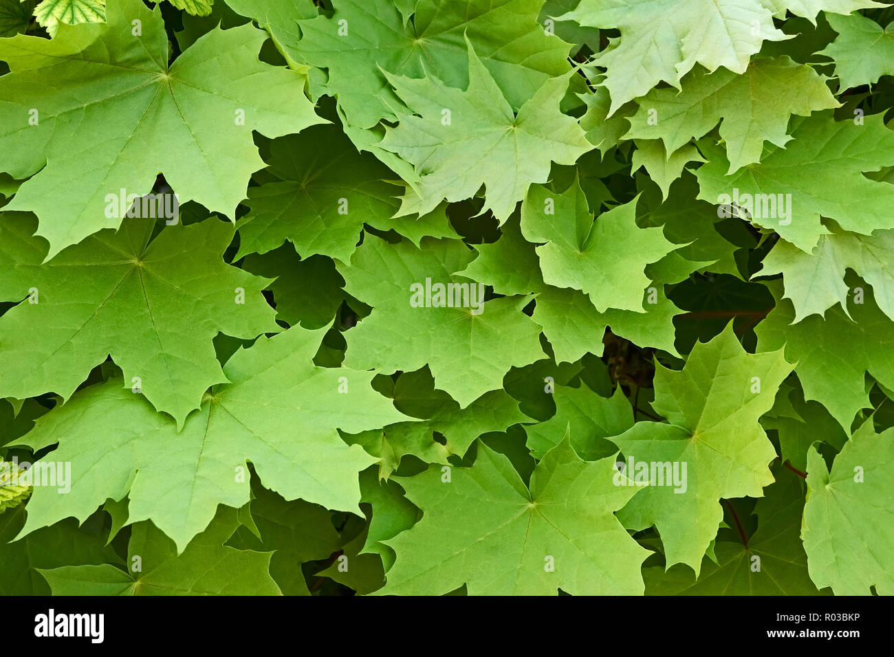 Many lots green leaves hi-res stock photography and images - Alamy