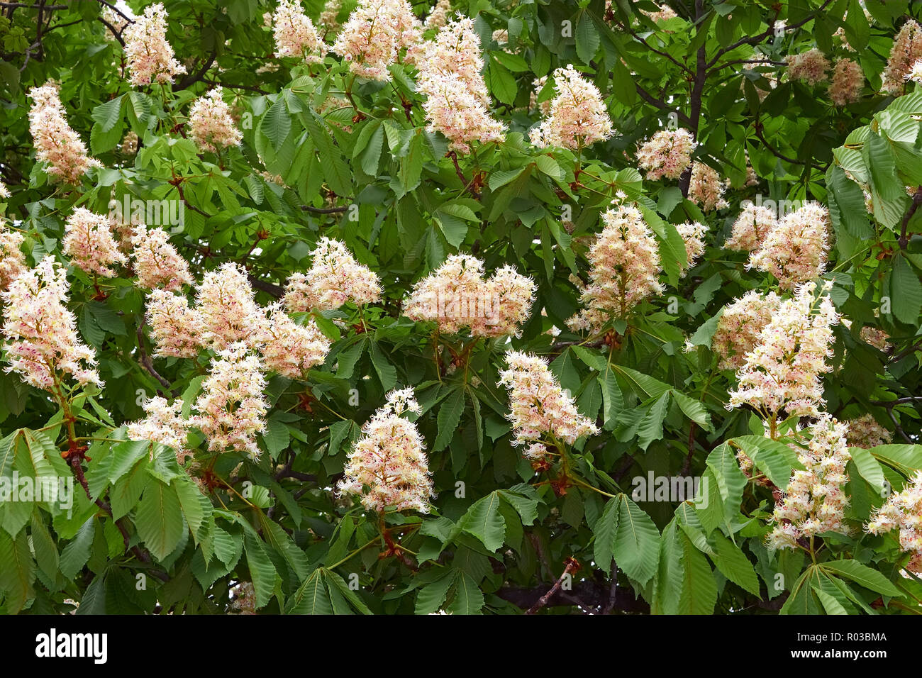 Blooming chestnut tree hi-res stock photography and images - Alamy