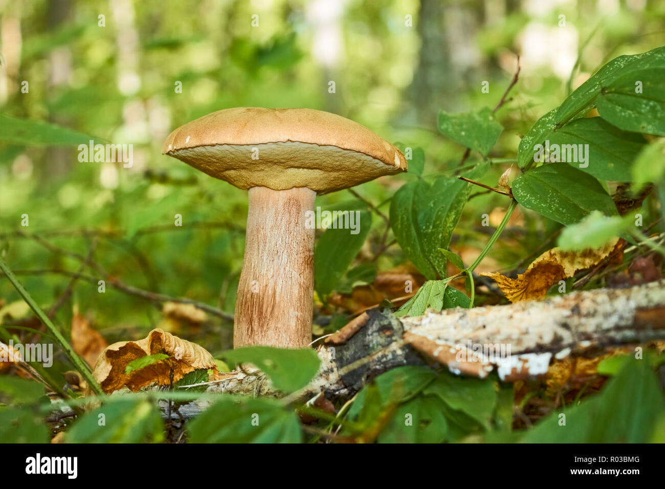 Edible cep mushrooms (Boletus edulis) growing on a forest glade in a ...